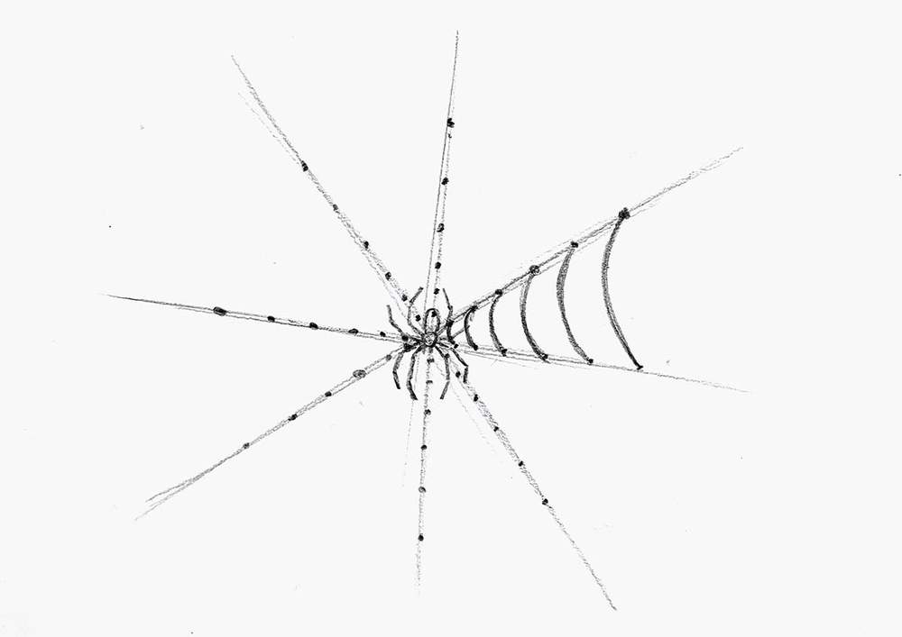 How To Draw A Spider Web Step By Step (With A Spider!)